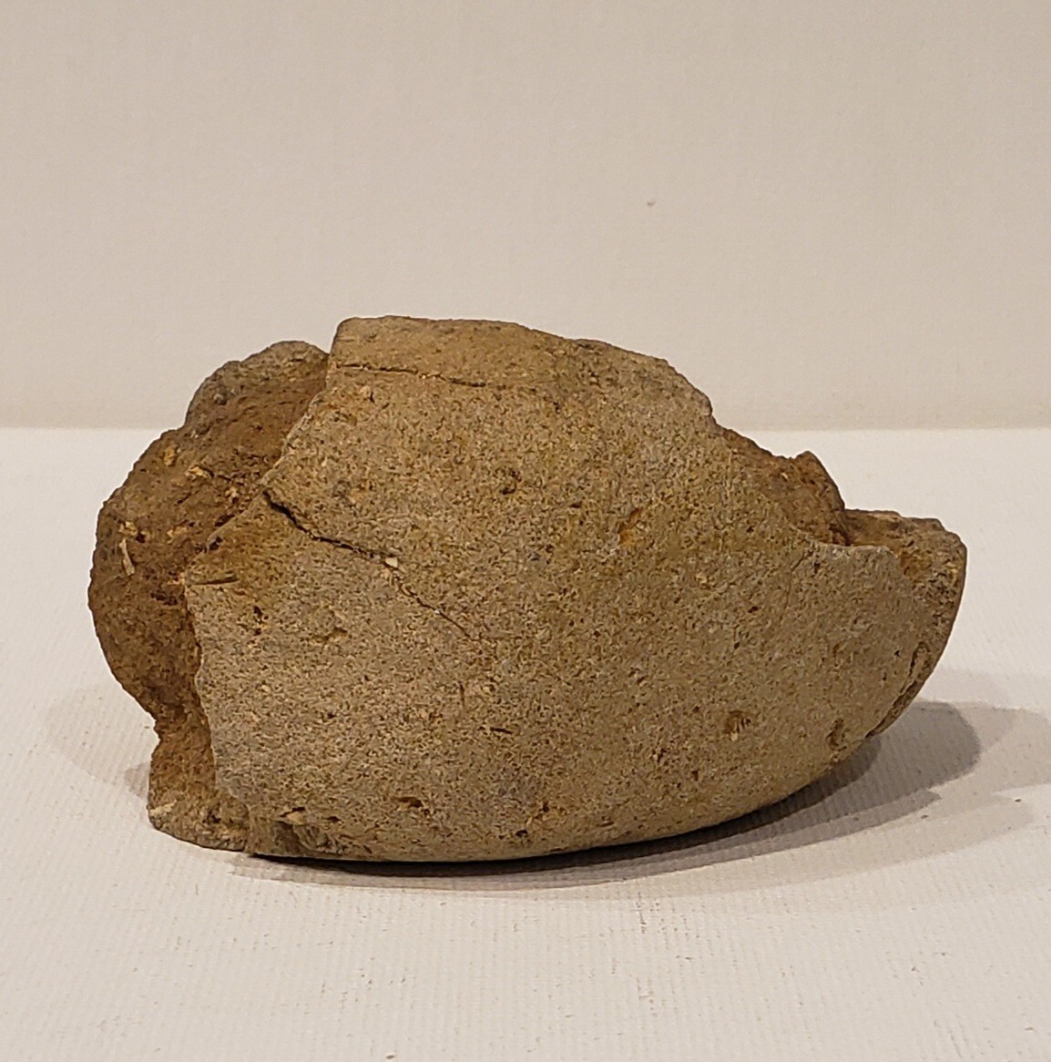 Prehistoric Fossilized California Avocado | eBay