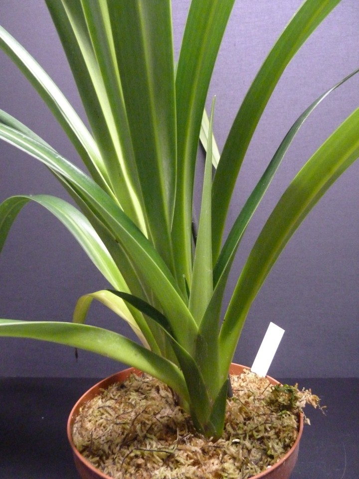 Phragmipedium x roethianum z.Z in Blüte | eBay.de