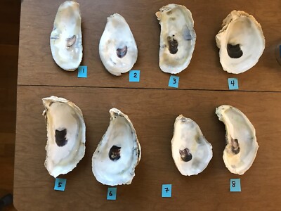 Large Cape Cod Oyster Shells for Crafts (4.5-6 in) | eBay