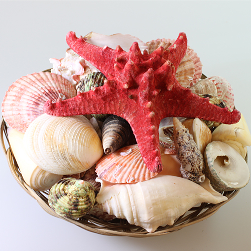 Natural 55s Conch Conus Starfish Clam Cockle Scallop Mixed Shells ...