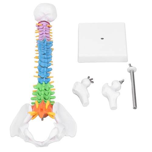 Vertebral Column Model Colour Coded Human Spine Model For Learning ...