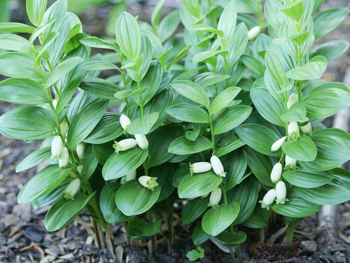 Polygonatum Humile x 1 Plant - Dwarf Solomons Seal - Herbaceous ...