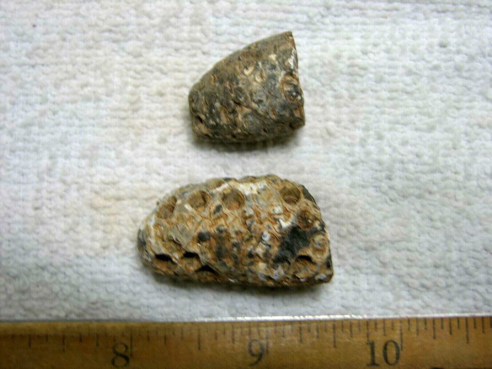 Petrified Silicified fossil Pine Cones Eocene Epoch Northern Sahara desert P35 | eBay