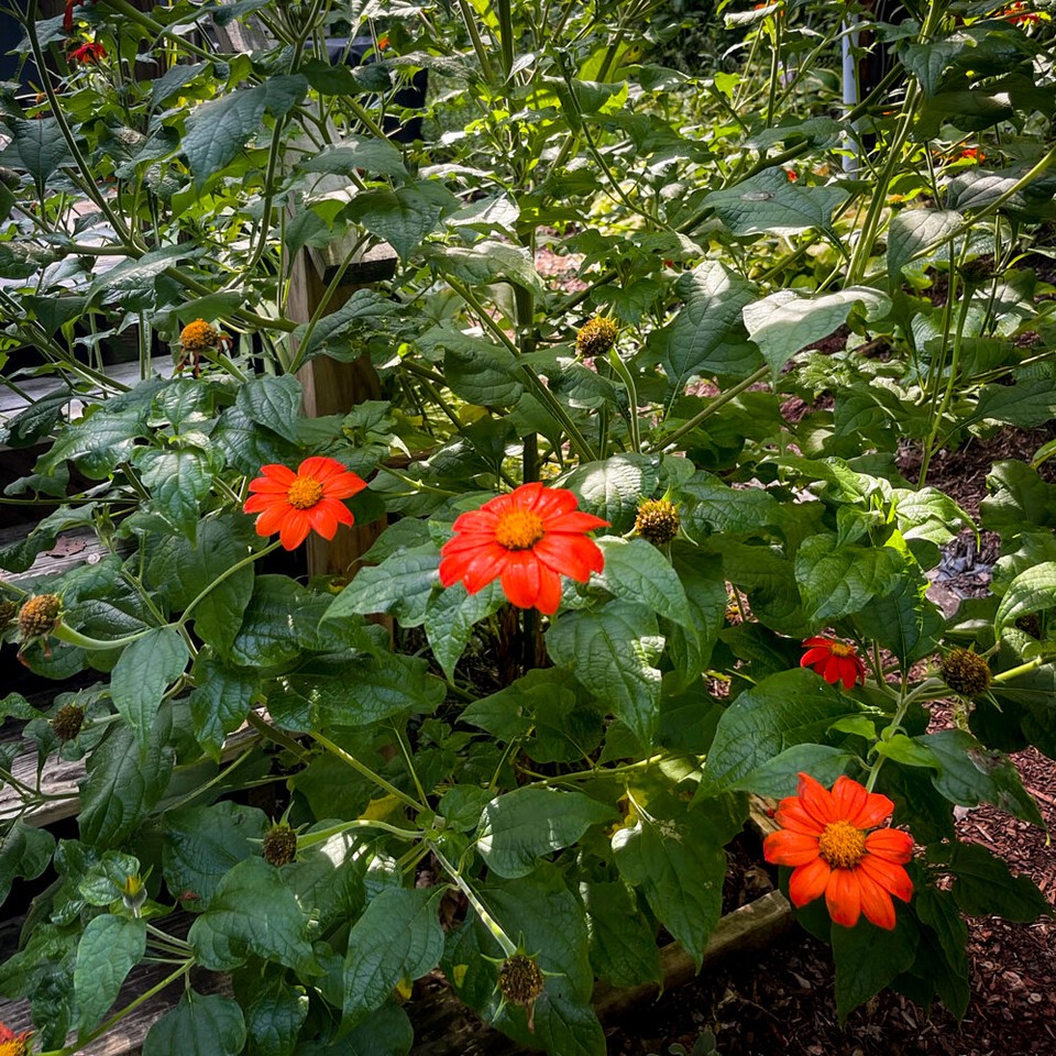 Mexican Sunflower (Tithonia), 50 Seeds Per Packet, Non-GMO | eBay