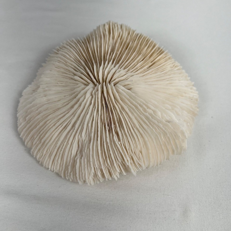 Vintage Sea Mushroom Coral Round Nautical Home Decor Coastal ...