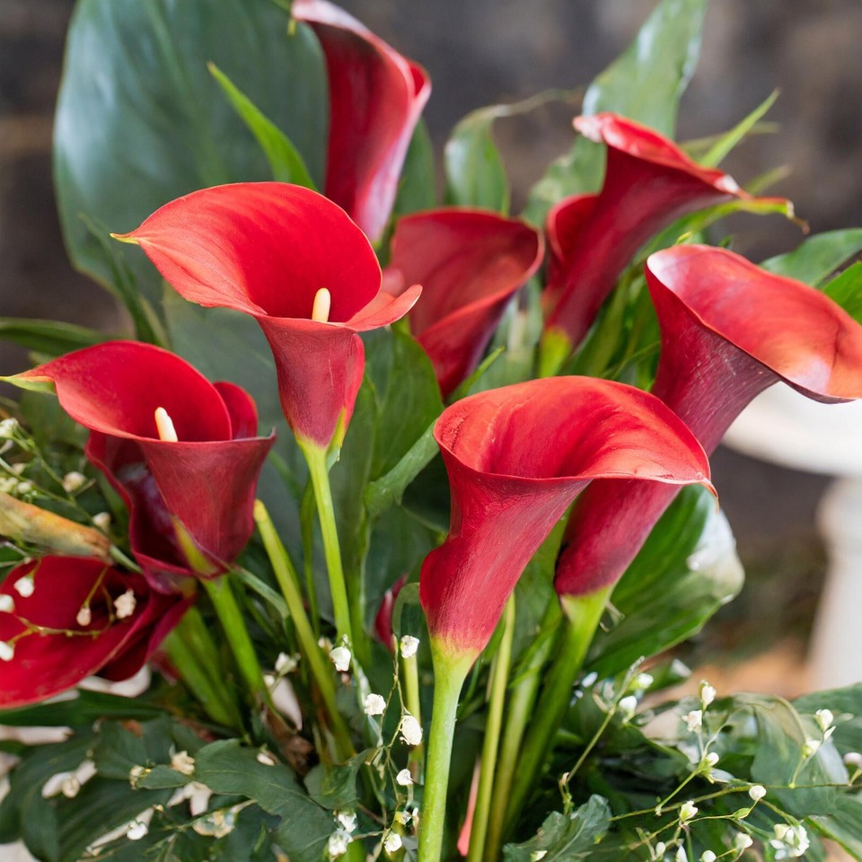 Garden State Bulb Red Alert Calla Lily Flower Bulbs, 12/14cm, Spring | eBay