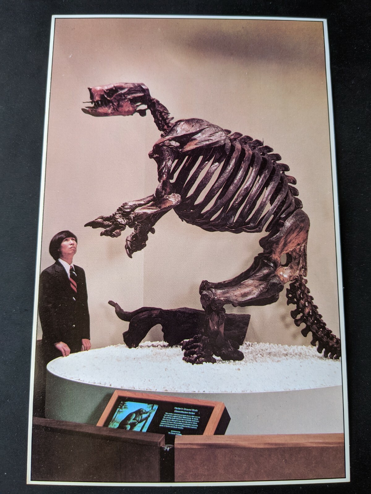 GROUND SLOTH SKELETON. LA BREA TAR PITS SOUVENIR POSTCARD. L.A, CALIF ...