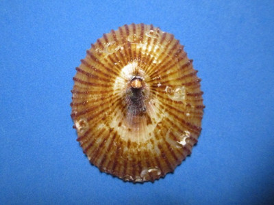 Cellana talcosa (Gould, 1846) "ENDEMIC HAWAIIAN LIMPET" (65.5mm) | eBay