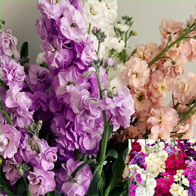 STOCK GIANT COLUMN MIXED 50 Seeds Grow FLOWERS Beautiful GARDEN | eBay ...