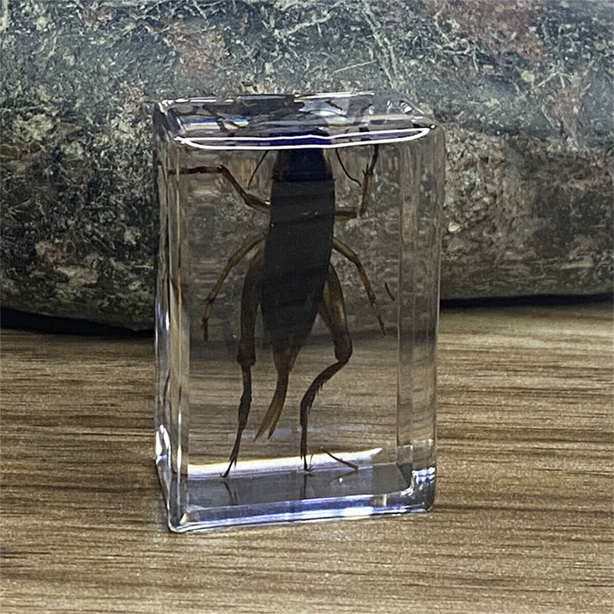 Insect In Resin Animal Collection For School Biology Science Teacher ...