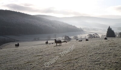 Photo 6x4 Frosted farmland Hallyne Viewed from the B712 near Stobo with ...