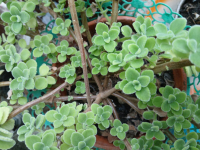 3 boutures BIO gros thym indien Plectranthus amboinicus Origan Cubain ...