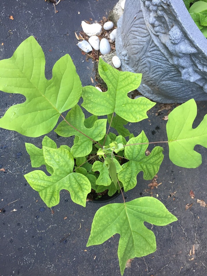 Seed Pods TULIP POPLAR TREE Yellow Flower Liriodendron Tulipifera ...