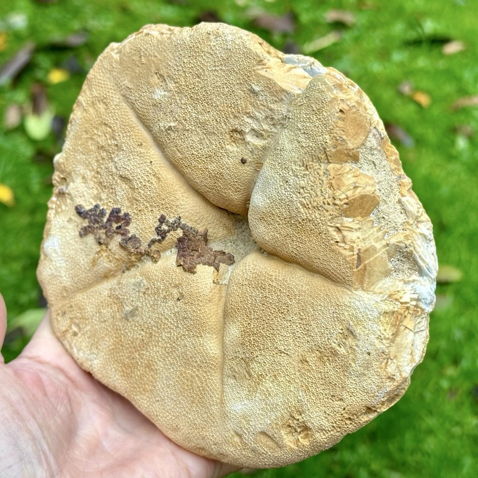 RARE 6" Clypeaster altus Fossil Echinoid Miocene Spain A-Grade Pozo ...