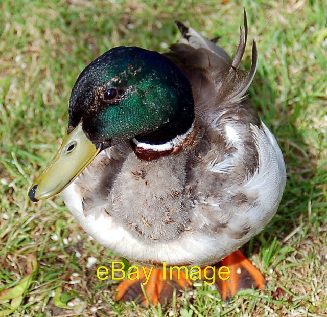 Photo 6x4 Happy Duck St Andrews A feature of the Kinness Burn in St ...