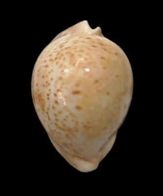 Conchiglia Shell CYPRAEA ARMENIACA WESTRALICA Australia 75,9 mm | eBay