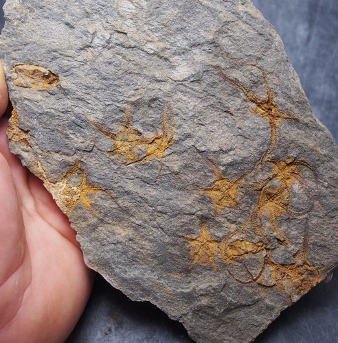 Edrioasteroid Protaster sp. Echinoderms Ordovician Fossil Fossilien | eBay