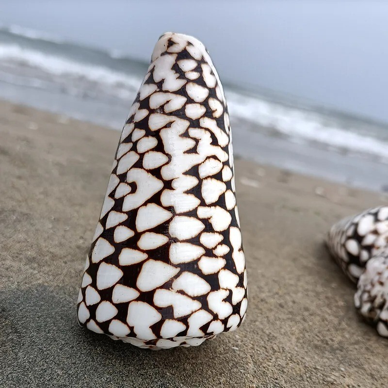 Large Marbled Cone Seashell Conus Marmoreus Rare Real Conch Beach Decor ...