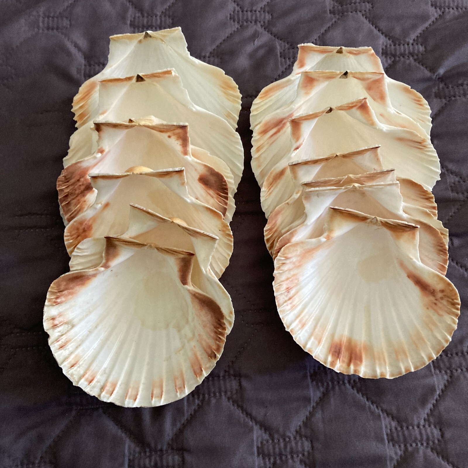 Vintage Lot of 14 Large Baking Scallop Shells (4.5"-5") | eBay