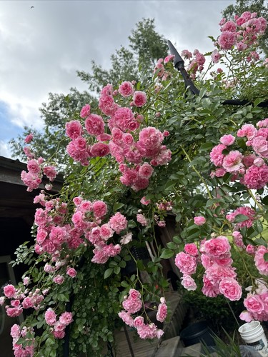 Rooted Cutting Live Plant PINK Pine ROSE BUSH HEIRLOOM CLIMBING Roses ...