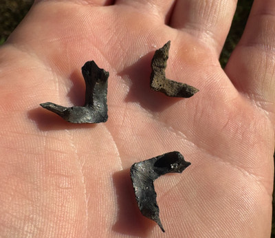 THREE 3 RARE MUSK TURTLE JAW JAWS SKULLS ICE AGE REPTILE TORTOISE ...