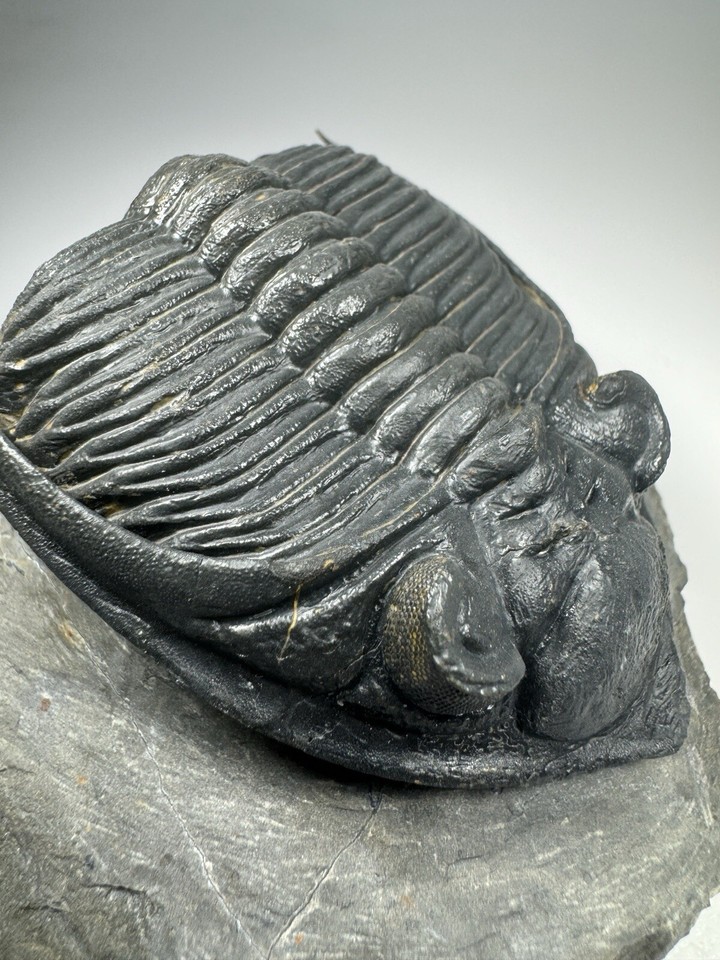 Zlichovaspis rugosa Trilobite Fossil Devonian Morocco Arthropod Fossil ...