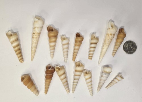 Turritella Screw Seashells Brown Auger Shape Shell 15 Pcs Craft Beach ...
