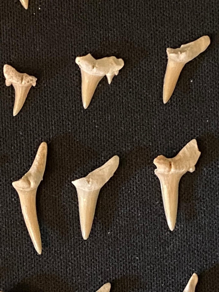 31 Broken Fossil Shark Teeth-Sand Tiger Shark (Odontaspis) Craft ...