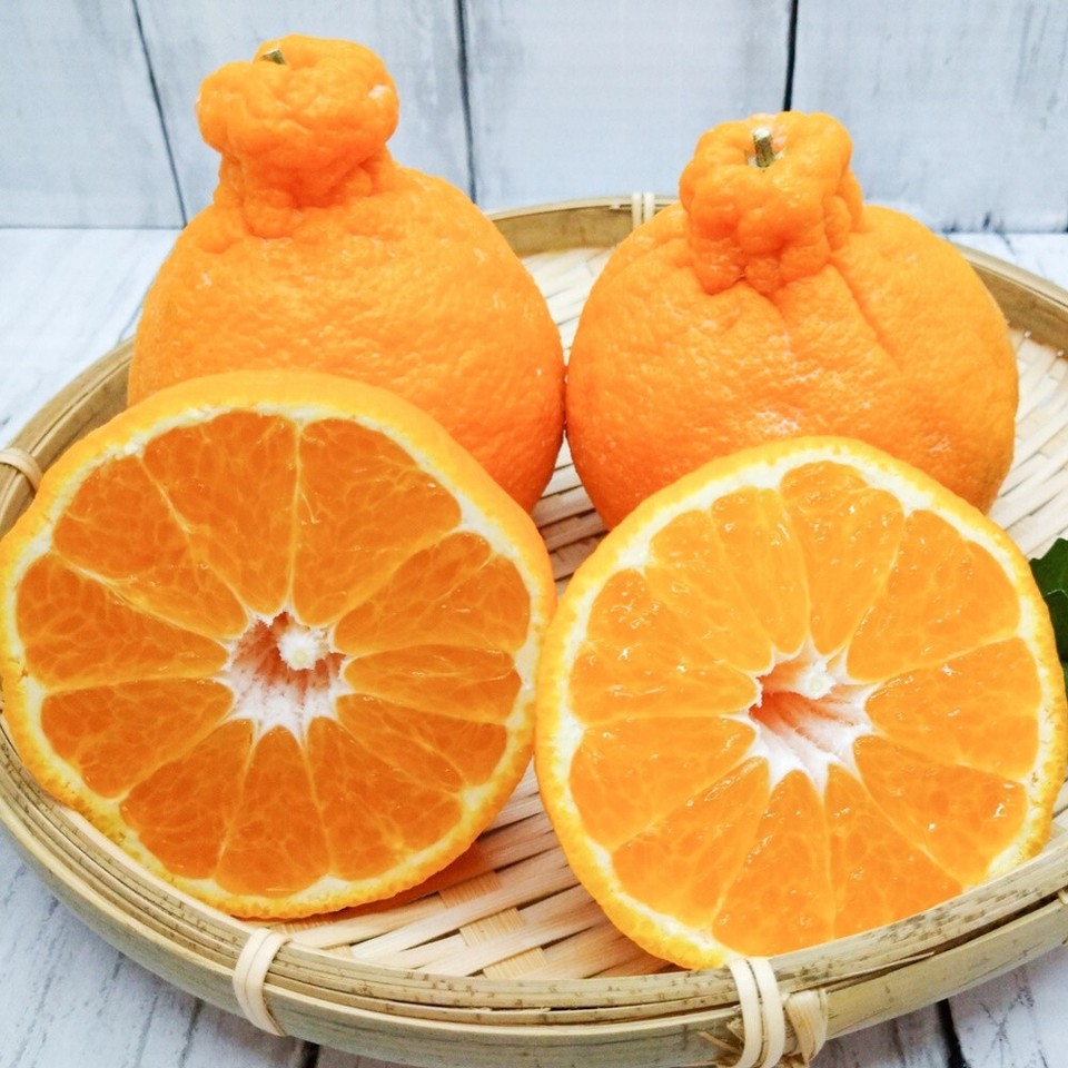 Dekopon Orange Grafted Plant Sumo Shiranui Mandarin Fruit Tree Tall 20 ...