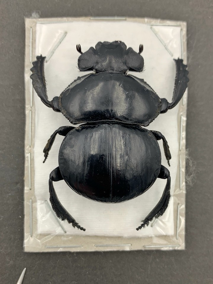 Insects,Scarabaeidae: Pachylosoma cancer From Angola Very Very Rare ...