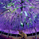 5 Chinese Blue Wisteria sinensis Tree Seeds Fast Climber Flower Vine ...