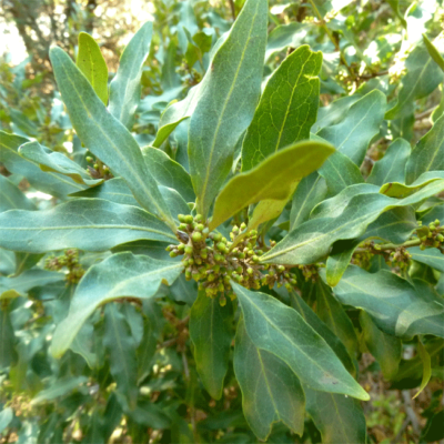 Euclea Divinorum - 10 Seeds - Magic Guarri Tree | eBay
