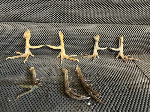 Giant Rooster Chicken Pheasant Spurs Taxidermy Bird Feet Oddity Craft ...