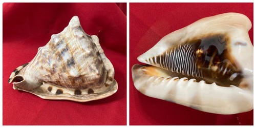 Natural Flame Helmet Snail Conch Shell Cassis Flammea 7x6x5 Inches ...