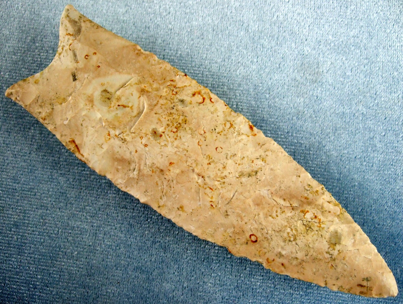 Exceptionally Fine 4 7/16 inch Museum G10+ Illinois Dalton Butler COA ...