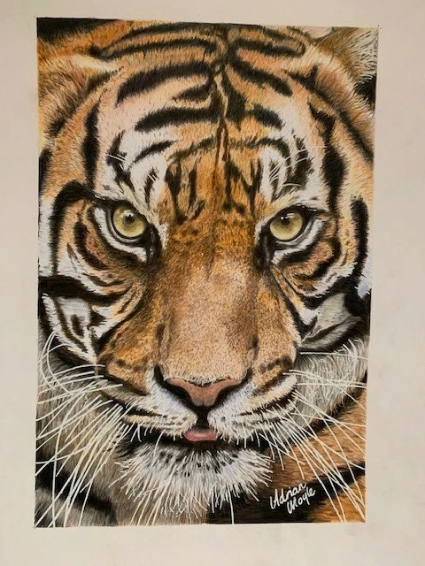 Pencil Drawings Of Tigers Face