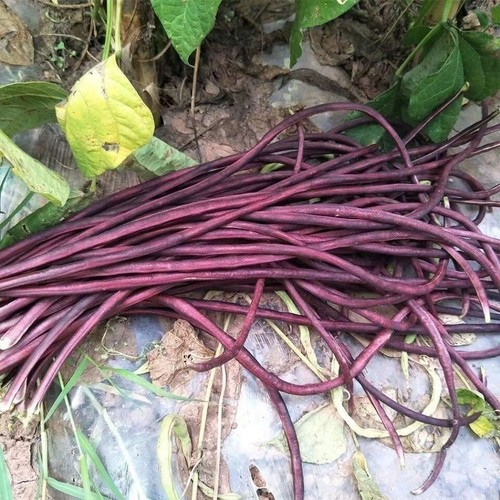 20+ Purple-red Yard Long Bean seeds Asian Chinese Noodle Bean String ...