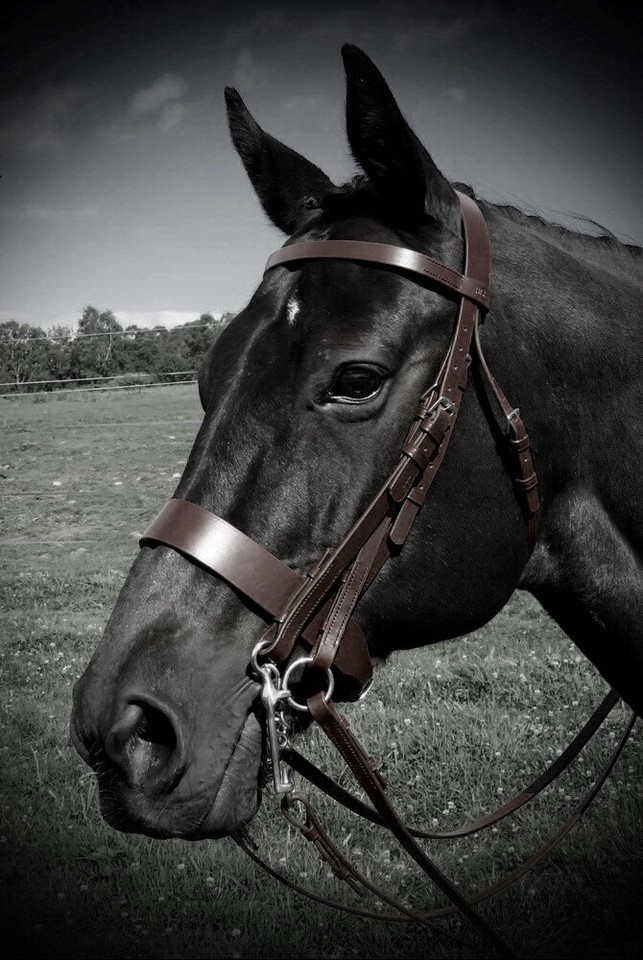 FSS Hunter Bridle Leather Traditional English Working Show Hunt Single ...