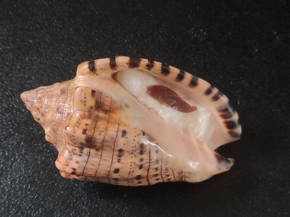 Conchiglia Shell VOLUTA MUSICA con opercolo mm 94 Venezuela | eBay