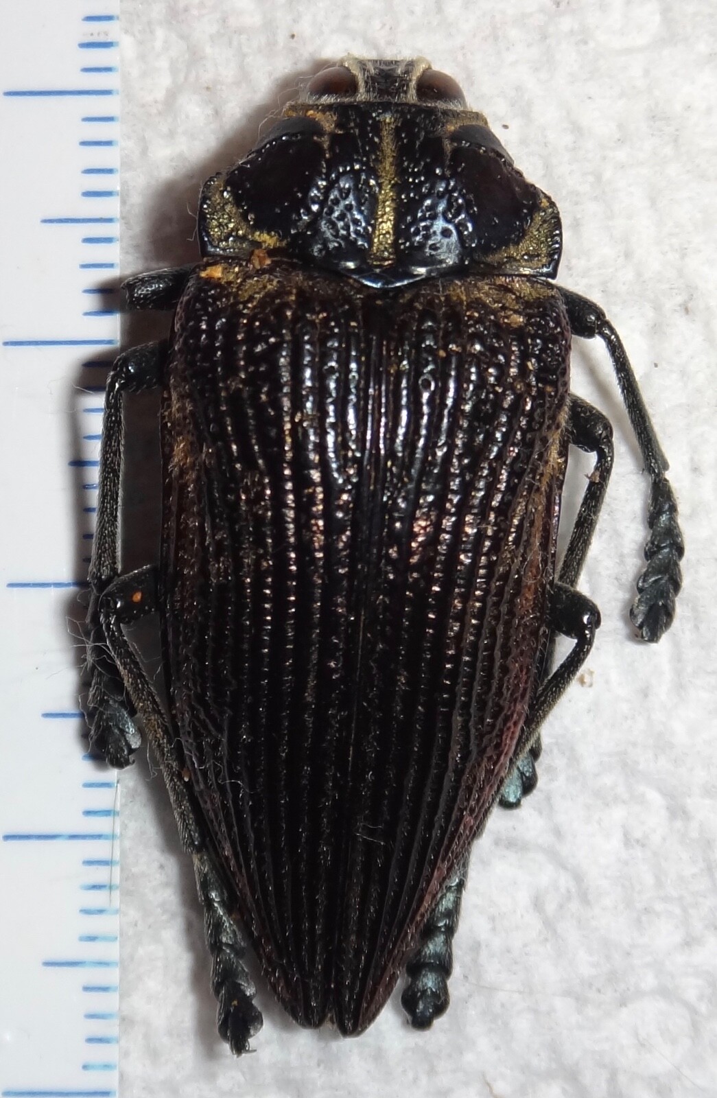 Buprestidae Polybothris geayi 38.2mm Madagascar Y66 Jewel Beetle Insect ...