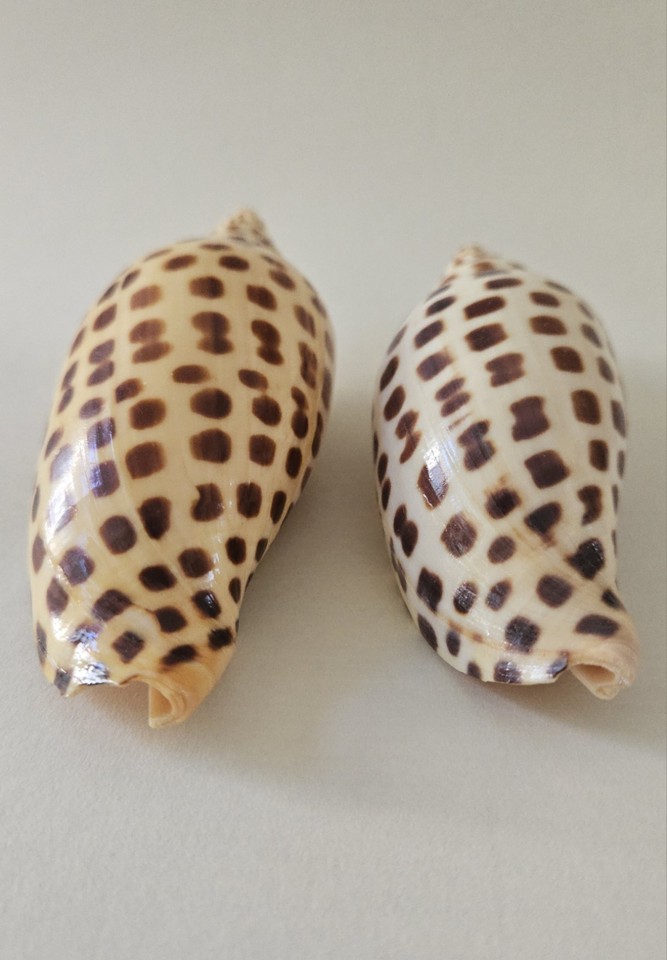 Two Scaphella Junonia Shells | eBay
