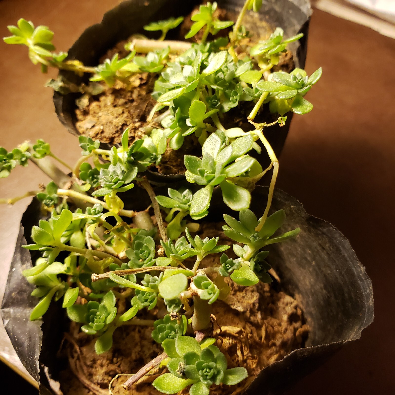 2 Pot 垂盆草 Sedum Sarmentosum (Gold Moss) Stonecrop Plant Edible ...