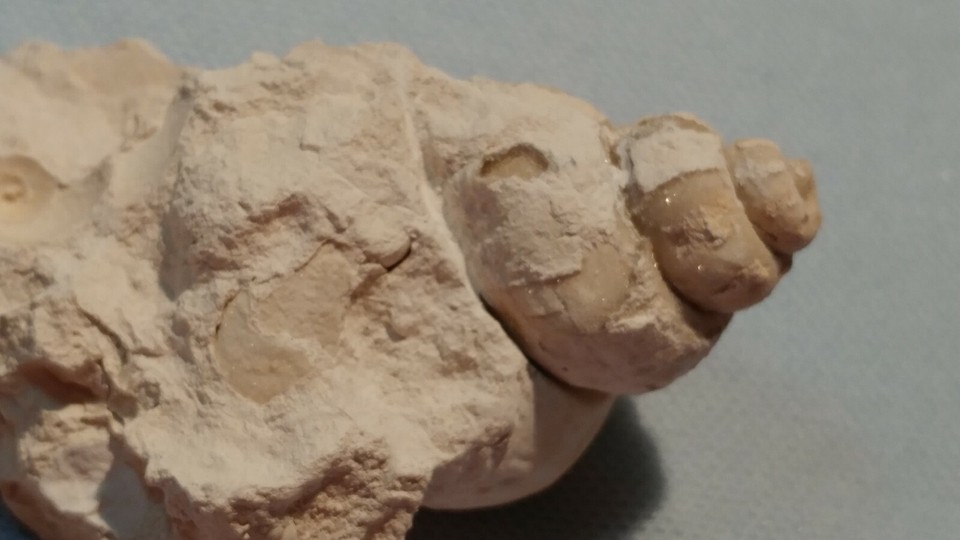 Rare FOSSIL Extinct SHELL from FLORIDA - Vasum subcapitellum | eBay