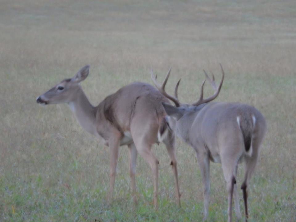 Bowhunter Ambush Gold refills, Synthetic 18oz.Doe Estrus & 18oz. Buck ...