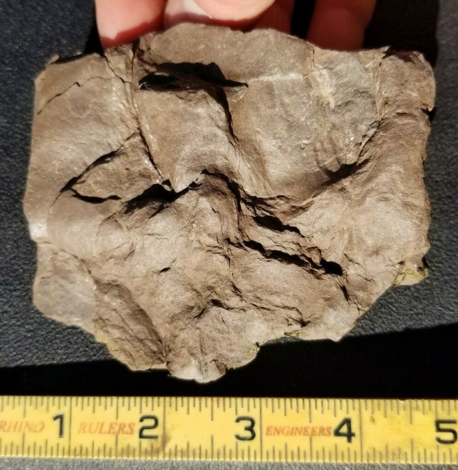 Jurassic Dinosaur Footprint, Anomoepus, High-relief Trace Fossil, Free ...