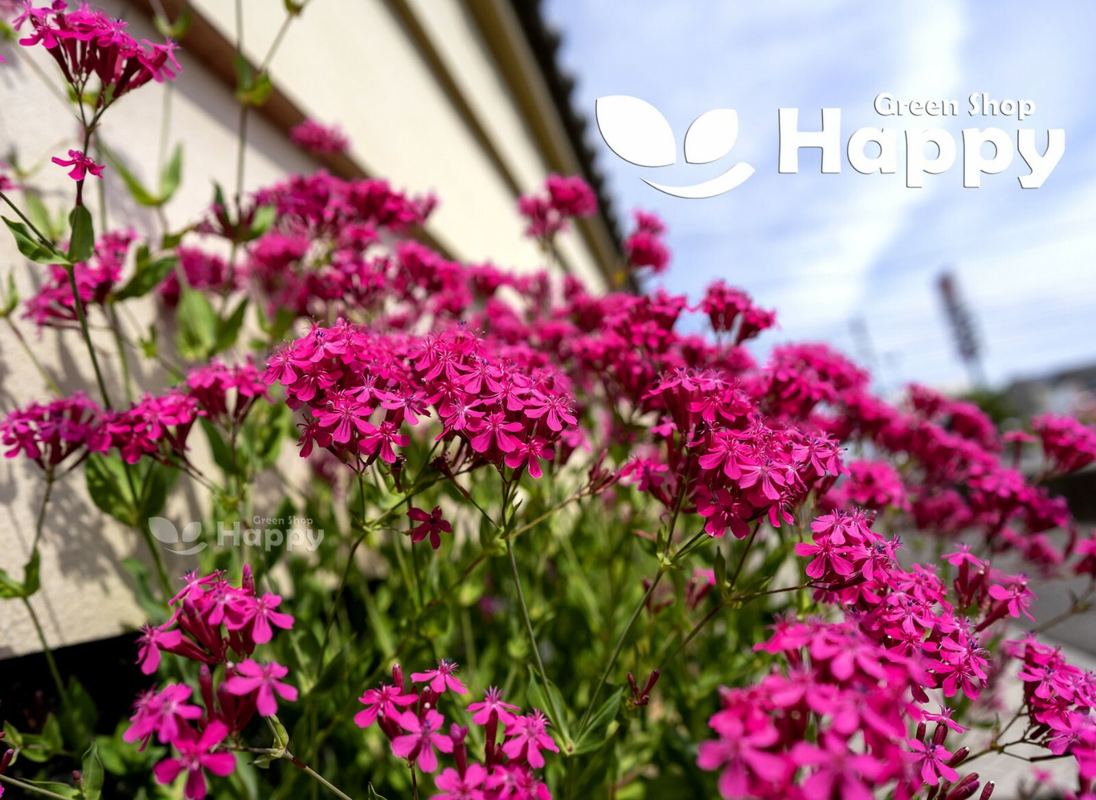 SILENE CATCHFLY RUBRA ELECTRA - 4000 SEEDS - Silene armeria ANNUAL PINK ...
