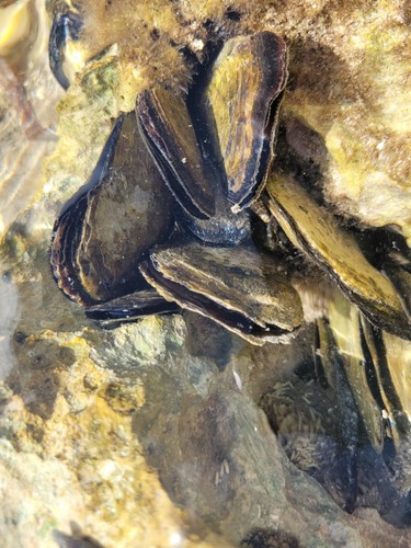 5 Pack Flat Tree Oyster Filter Feeder Marine Saltwater Reef Aquarium ...