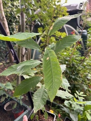Sweet chestnut tree saplings , Castanea, garden, ornamental tree, Large ...
