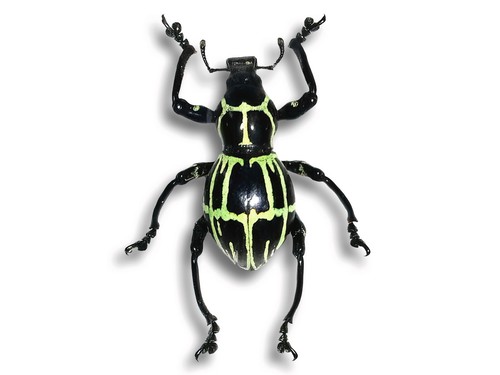 Real pachyrhynchus phaelaratus Curculionidae weevil Beetle Insect ...