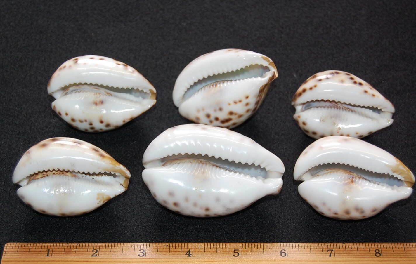 Lot of Six (6) Vintage Hand Painted Tiger Cowrie Shells Seashells | eBay